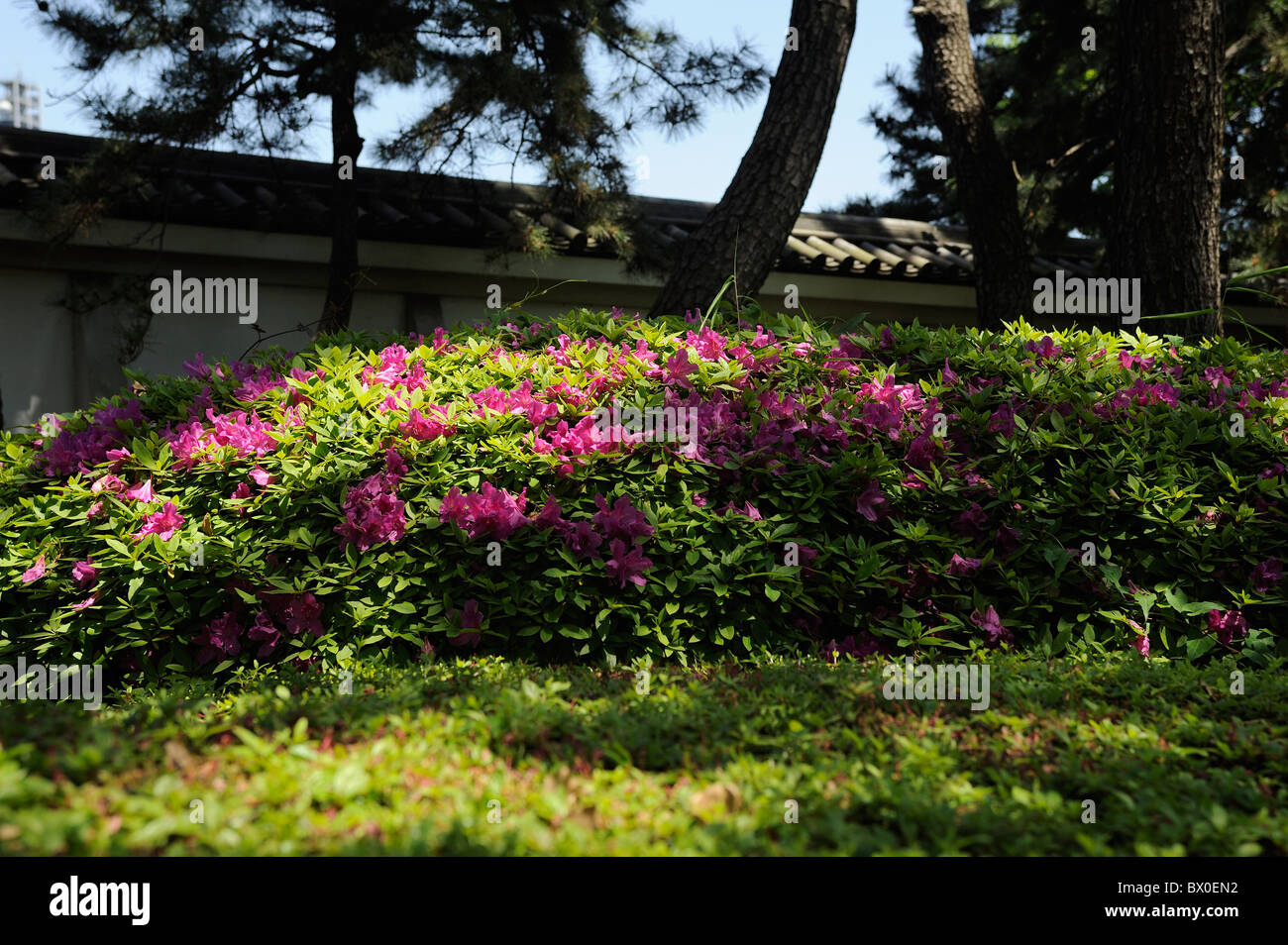 Japanese Azalea with pink blossoms in the Imperial Palace Garden, Tokyo ...