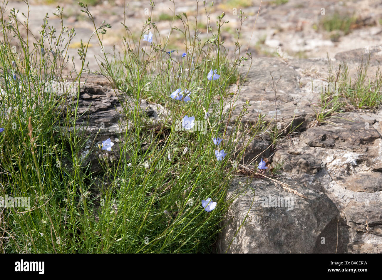 The Ruins of Sawley Abbey which was an abbey of Cistercian monks in the ...