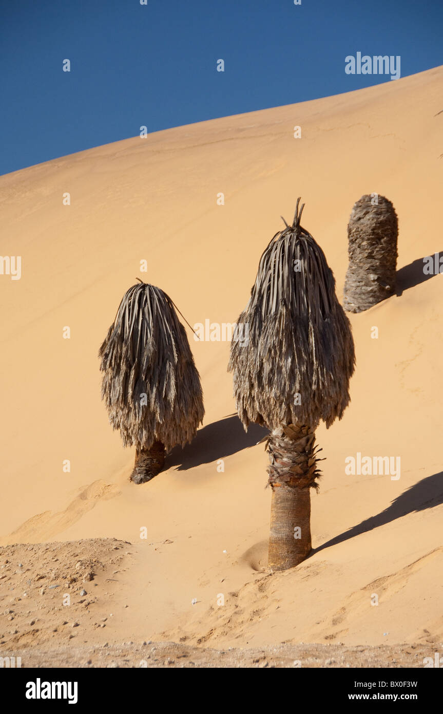 Africa, Namibia, Walvis Bay, Namib Desert. Coastal sand dunes between ...