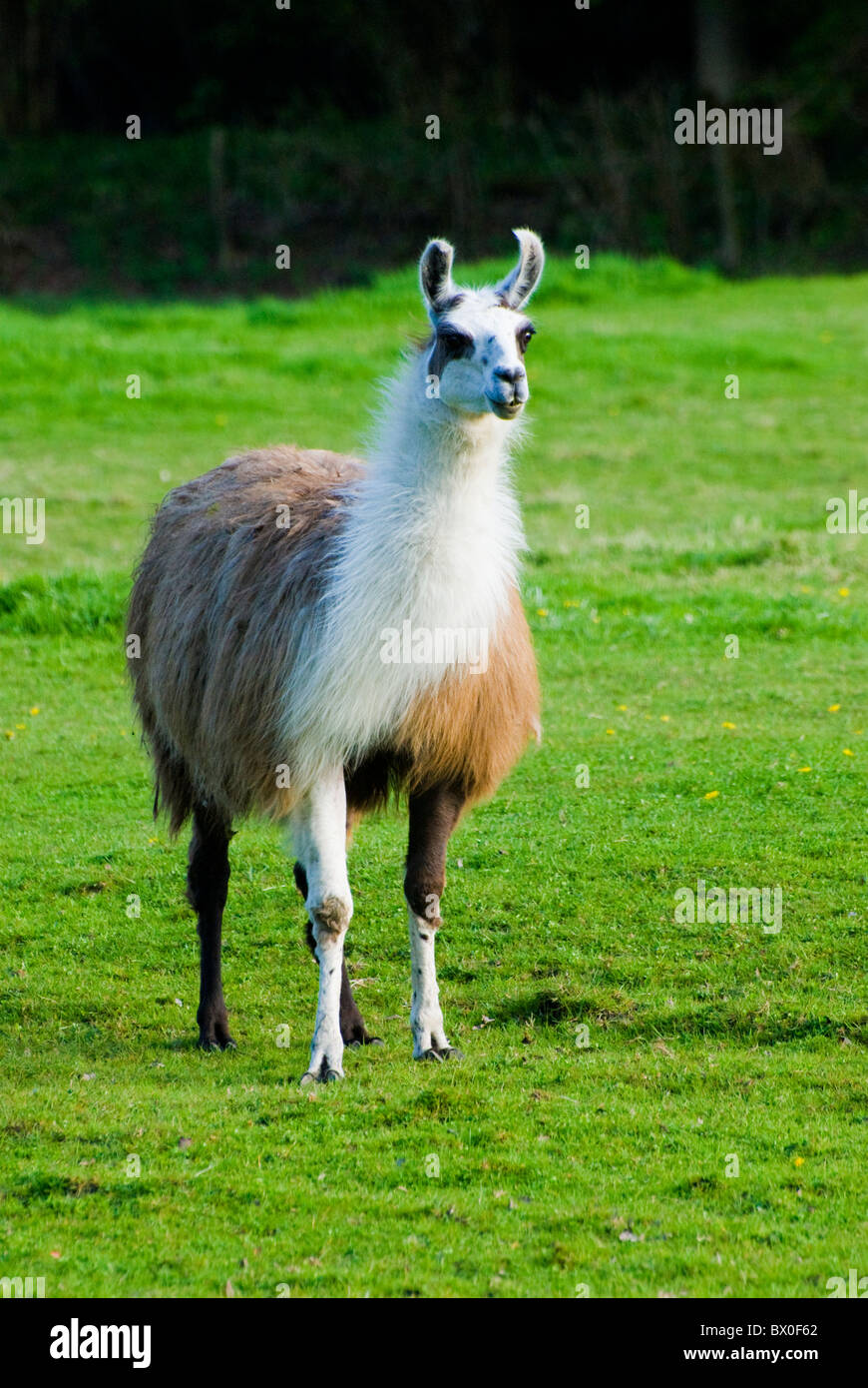 Llama in Field Stock Photo - Alamy