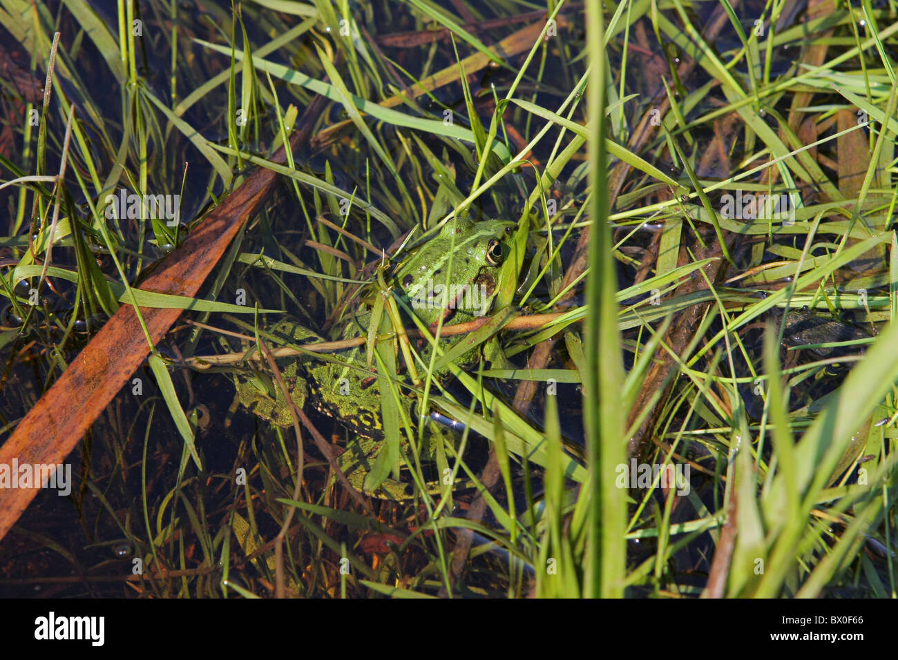 Green coloured frog on leaf hi-res stock photography and images - Alamy