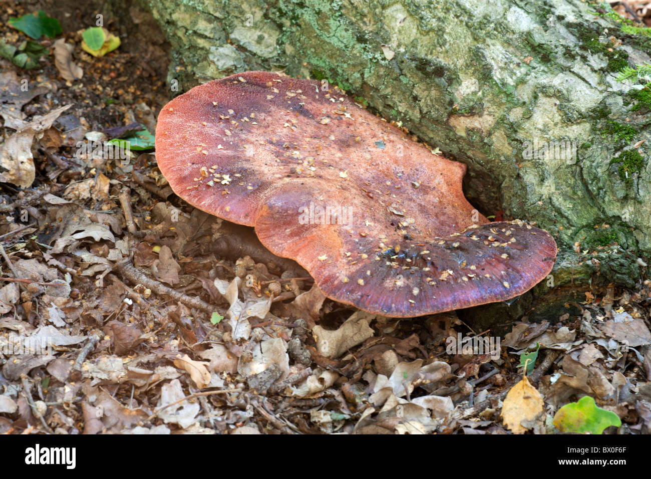 Fistulina hepatica hi-res stock photography and images - Alamy