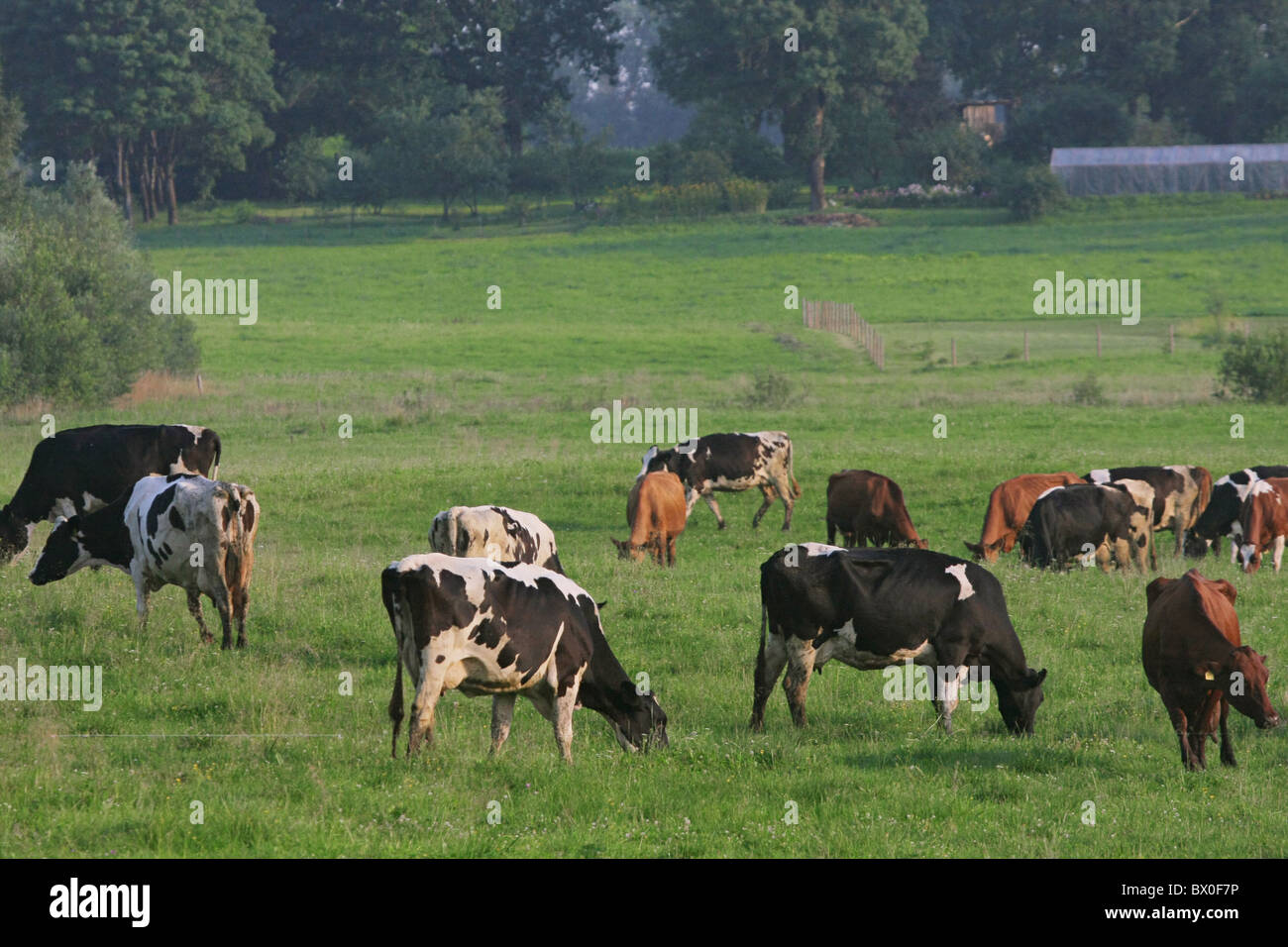 Cows grazing in green meadow in summer day Stock Photo - Alamy