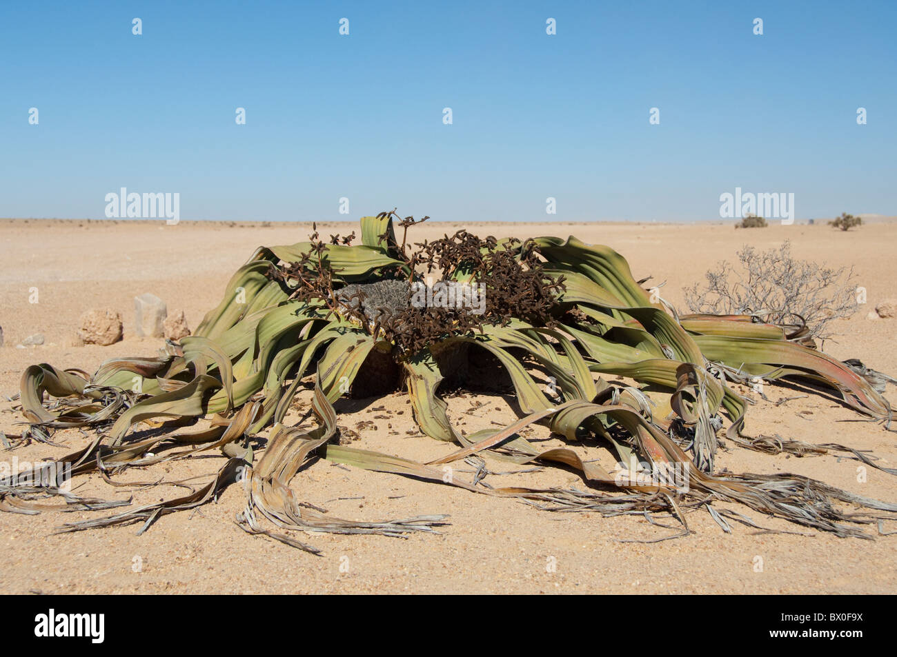 Africa, Namibia, Walvis Bay. Namib-Naukluft National Park. Endemic rare ...