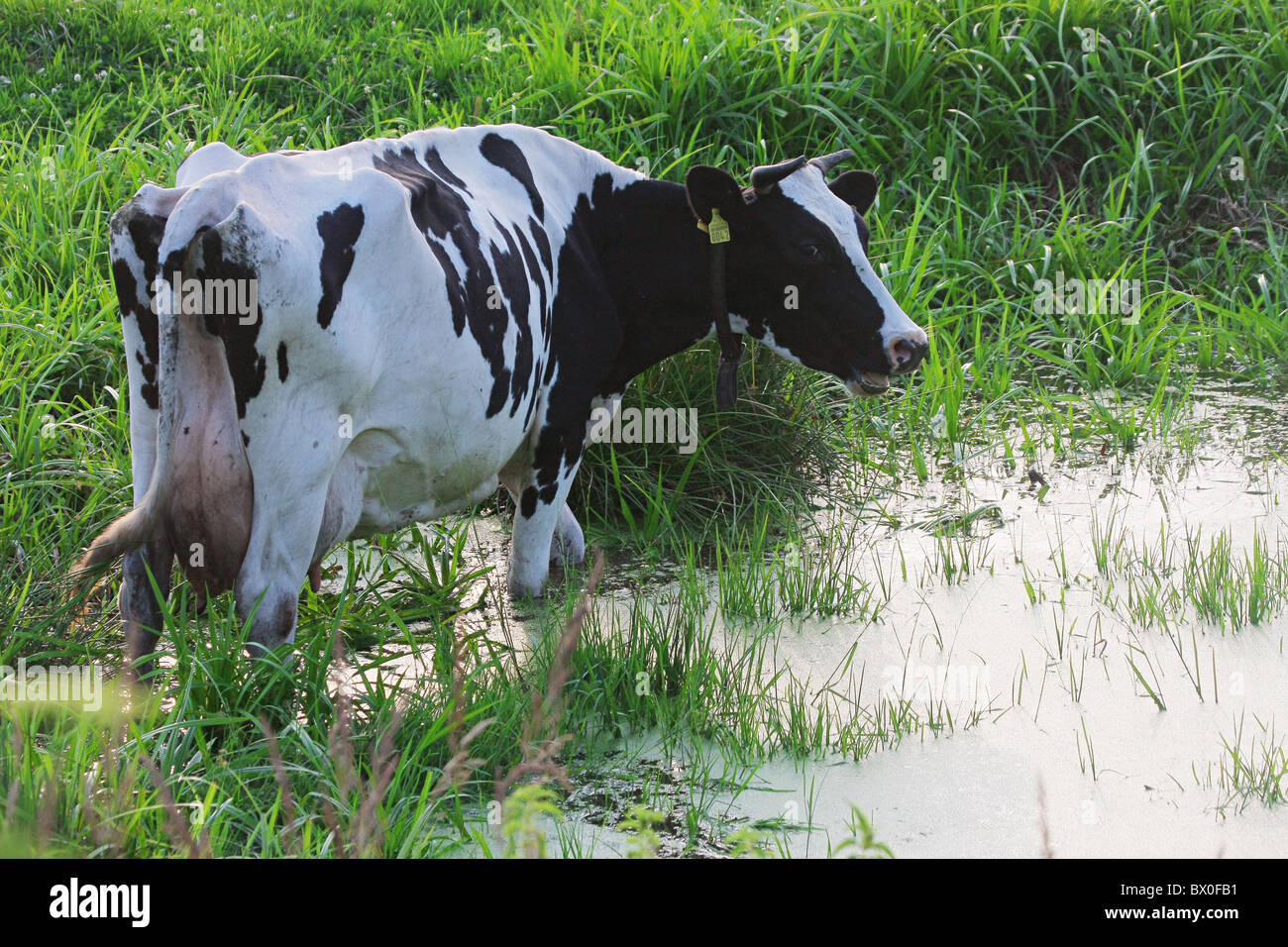 Straggled from herd, cow freshening up in summer day Stock Photo - Alamy