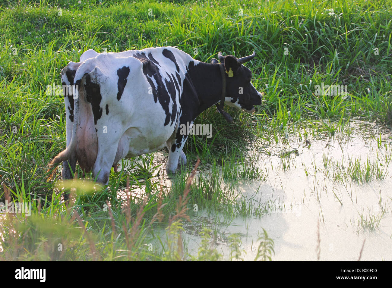 Straggled from herd, cow freshening up in summer day Stock Photo - Alamy