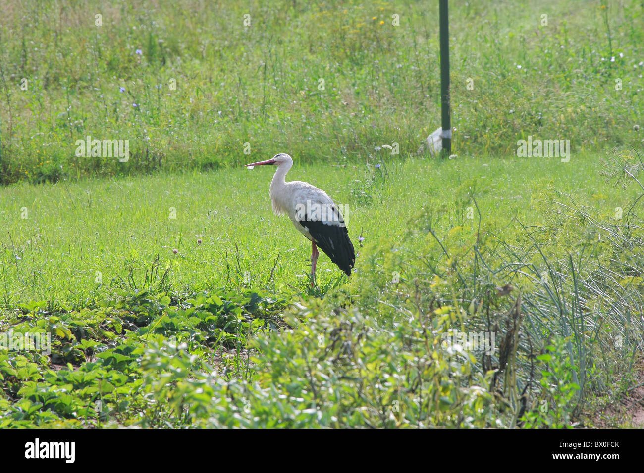 White stork in green grass on summer day Stock Photo - Alamy