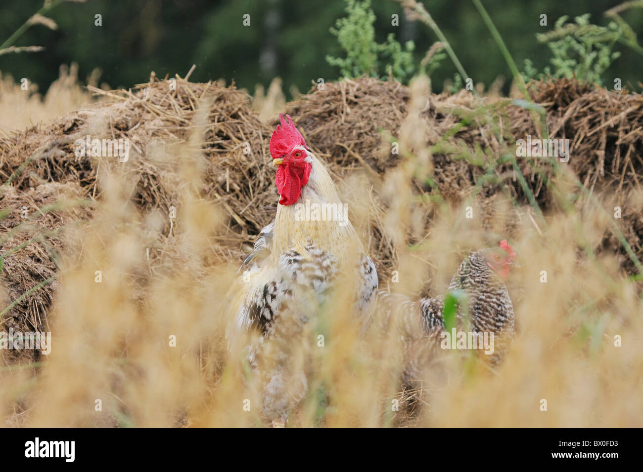 Cock and hen in rural landscape with haystack at the background Stock ...