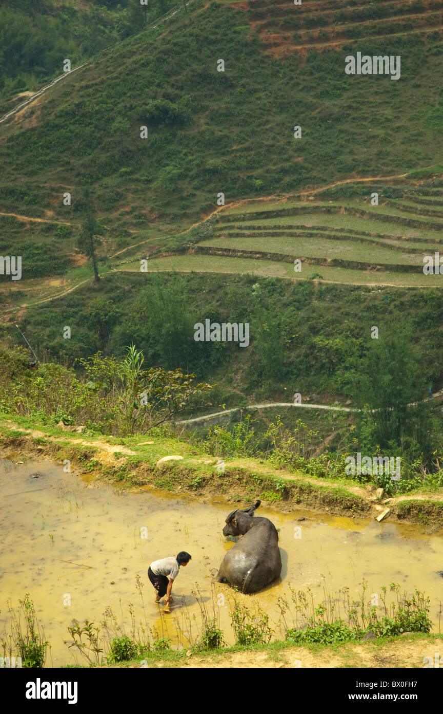 Rice paddy, Longji Terraced Field, Longsheng Various Nationalities ...