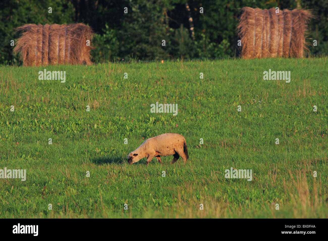 One sheep hi-res stock photography and images - Alamy