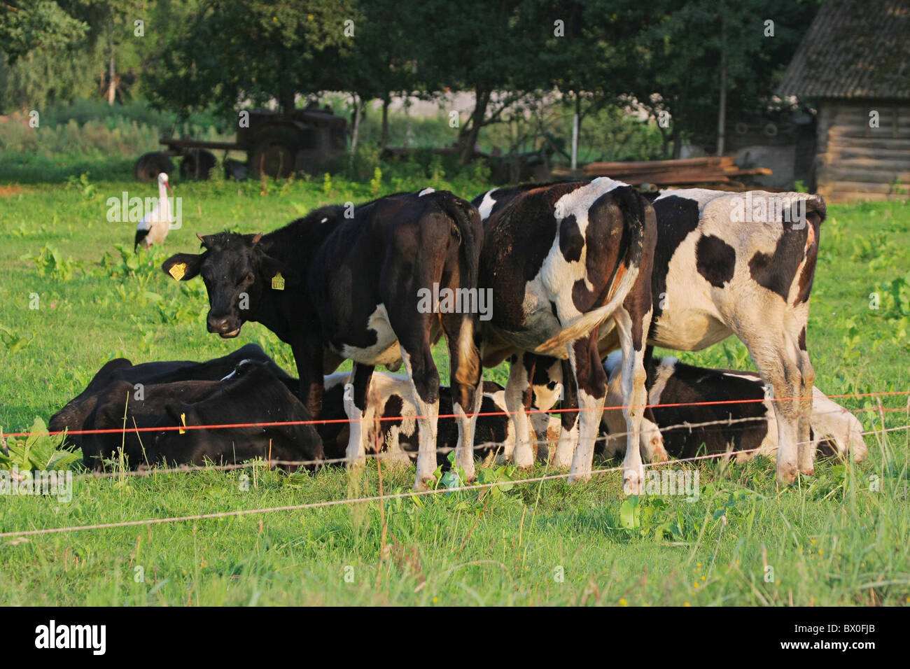 Cow looking back hi-res stock photography and images - Alamy