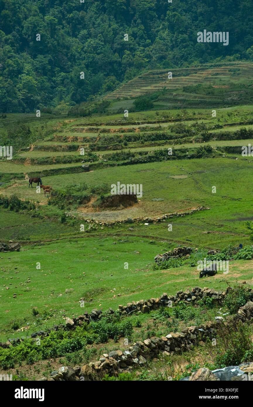 Longji Terraced Field, Longsheng Various Nationalities Autonomous ...