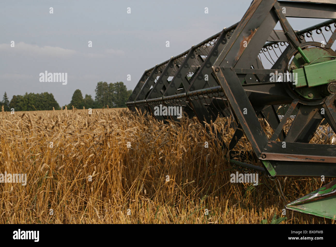 With help of combine in autumn is harvested crop Stock Photo - Alamy