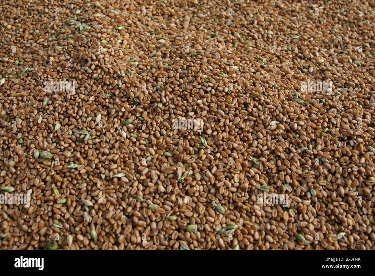 A lot of grain got from harvest Stock Photo - Alamy