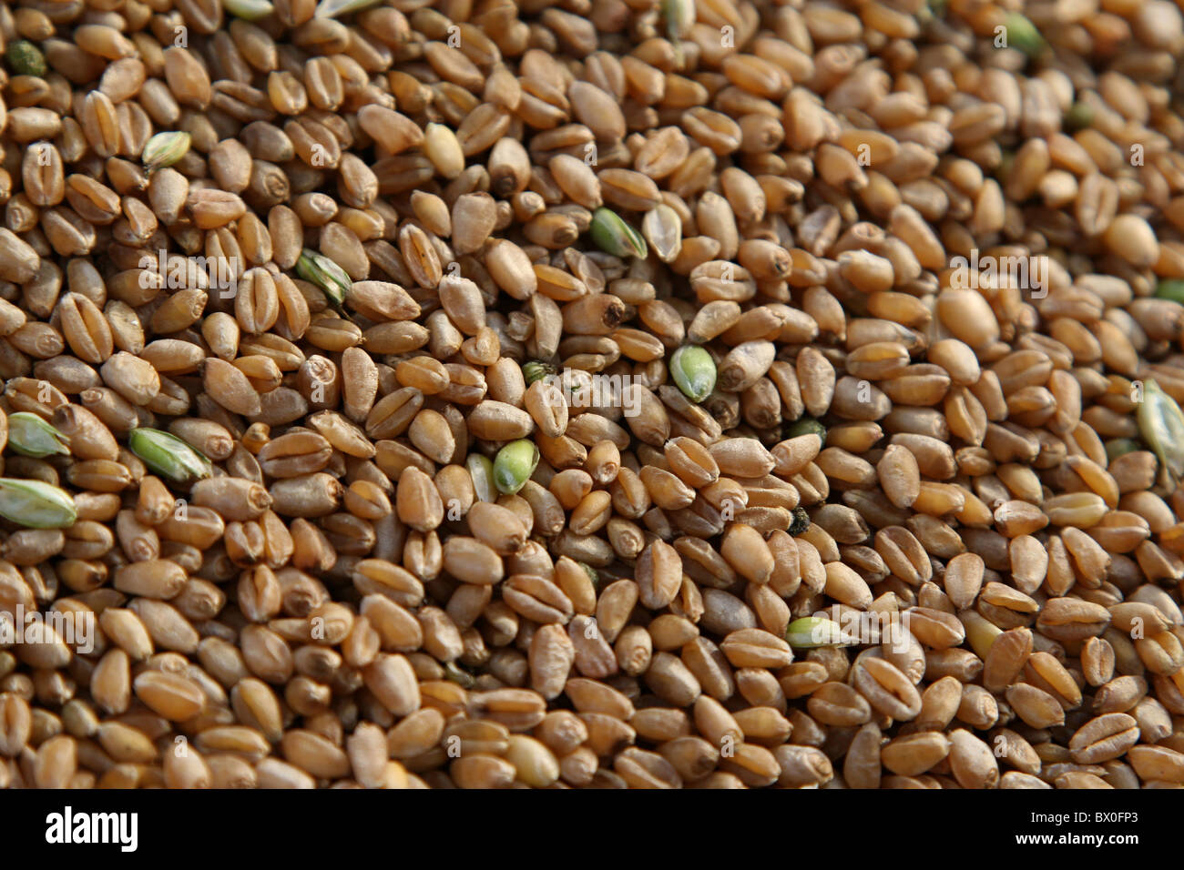 A lot of grain got from harvest Stock Photo - Alamy
