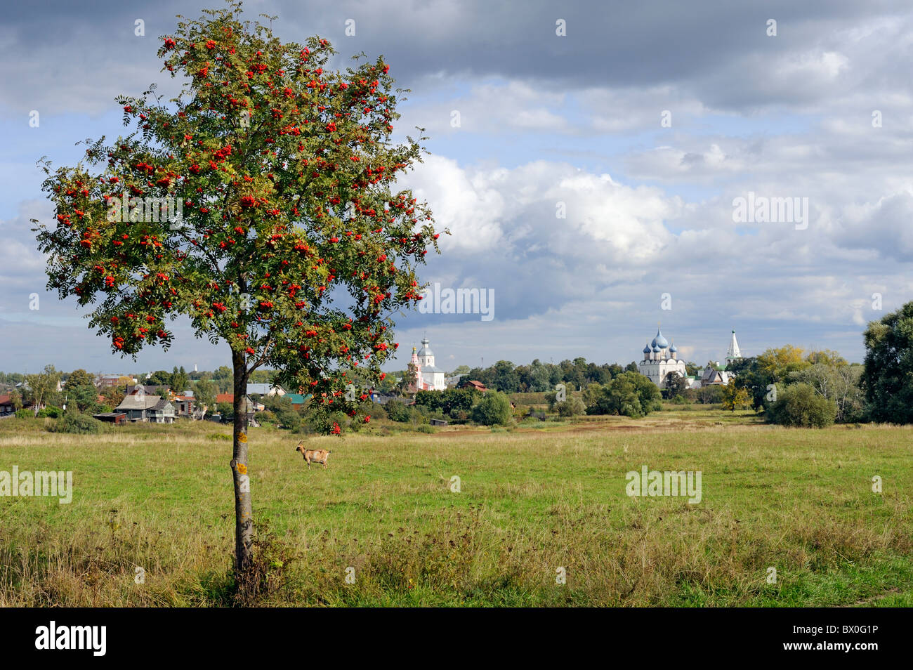 Lonely mountain ash tree on meadow and medieval Russian town Suzdal on ...