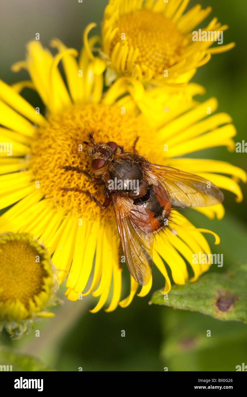 Tachina fera or similar hi-res stock photography and images - Alamy