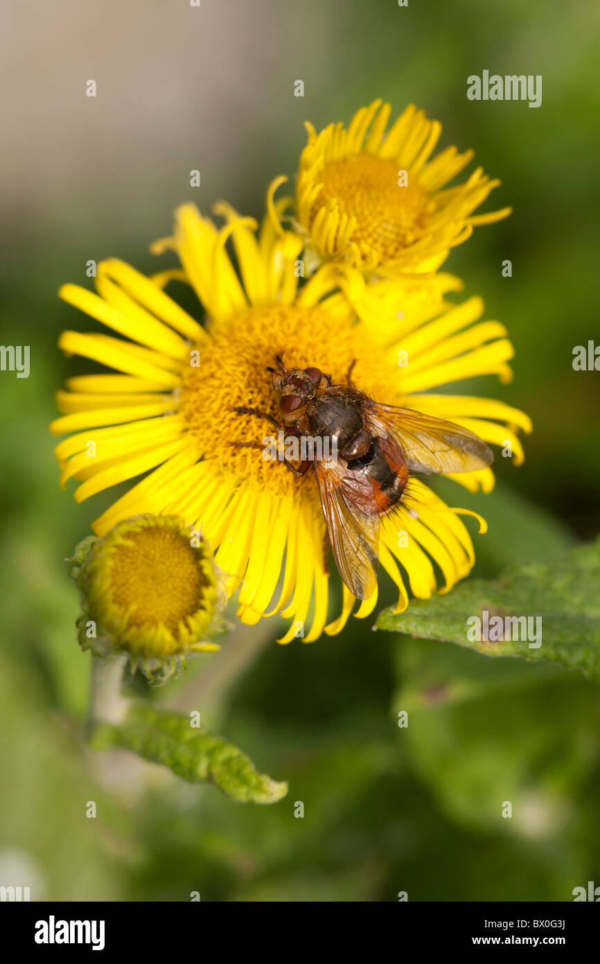 Tachina Fera Or Similar High Resolution Stock Photography and Images ...