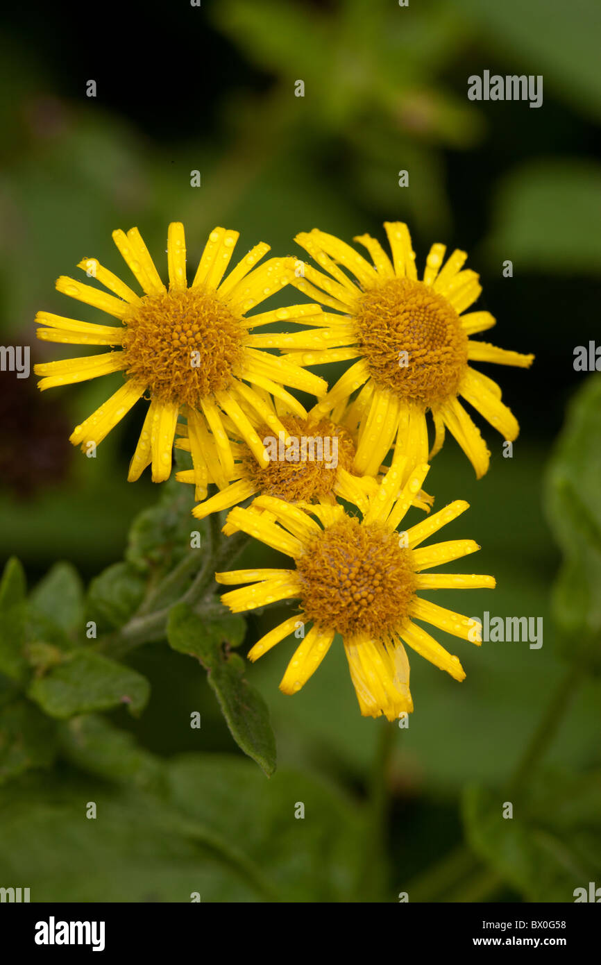 Common Fleabane Pulicania dysenterica flowers Stock Photo - Alamy