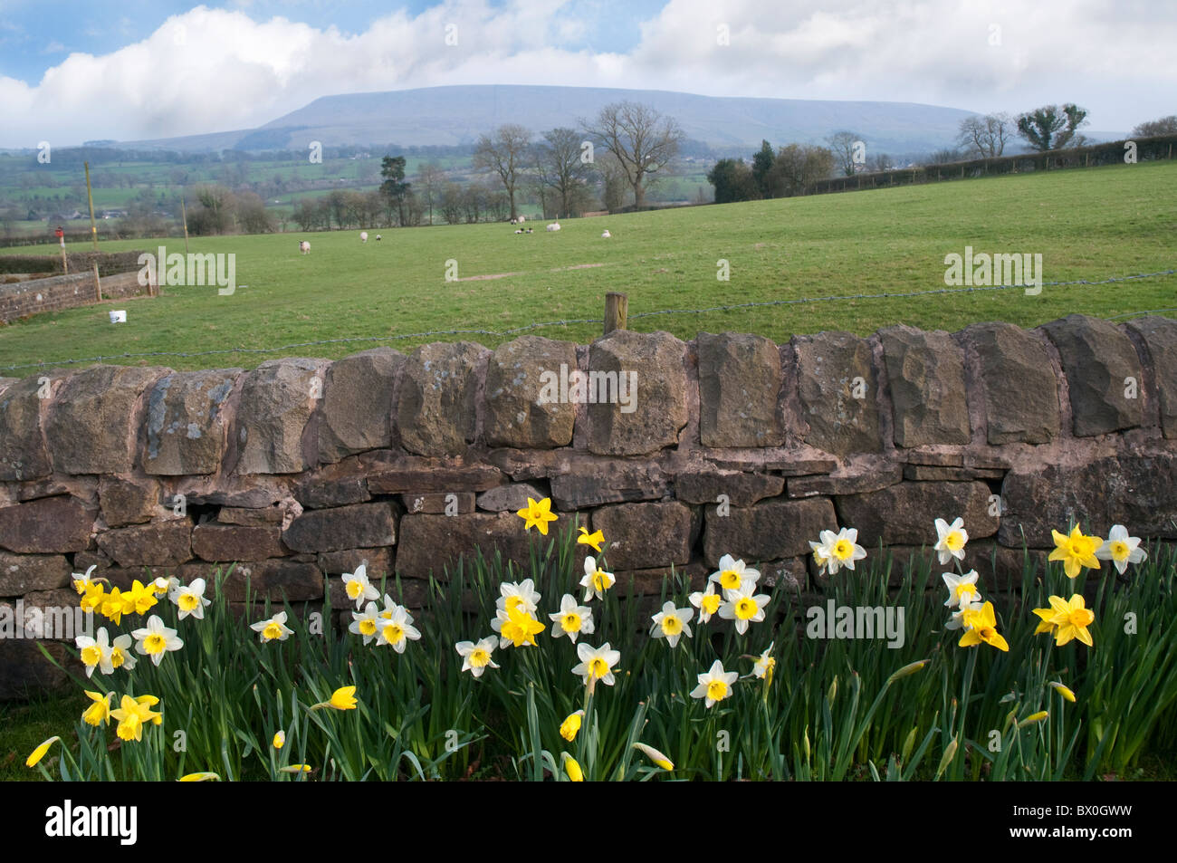 Spring Daffodils in the Pendle Hill area in Lancashire in Northern ...