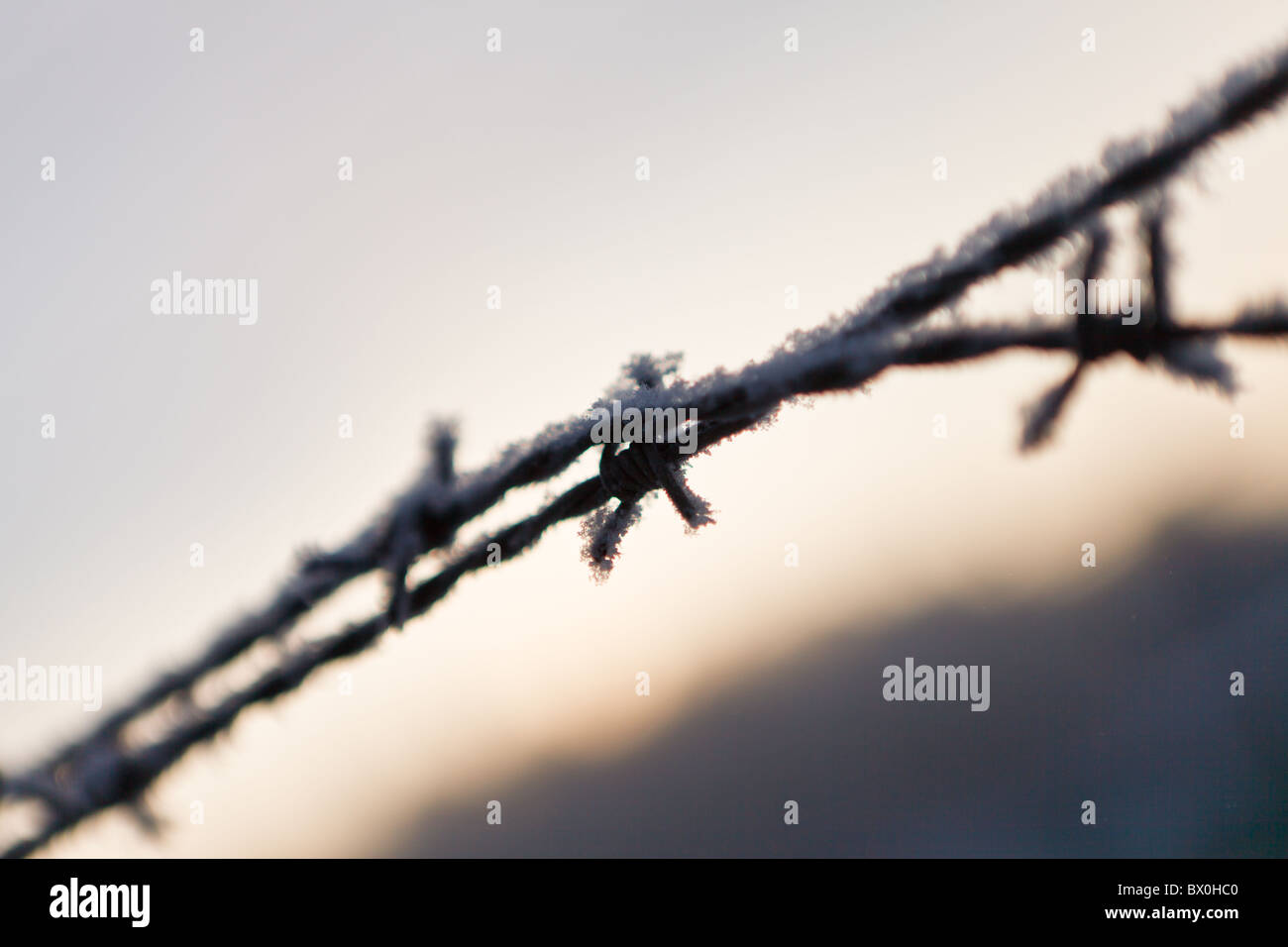 Barbed needle hi-res stock photography and images - Alamy