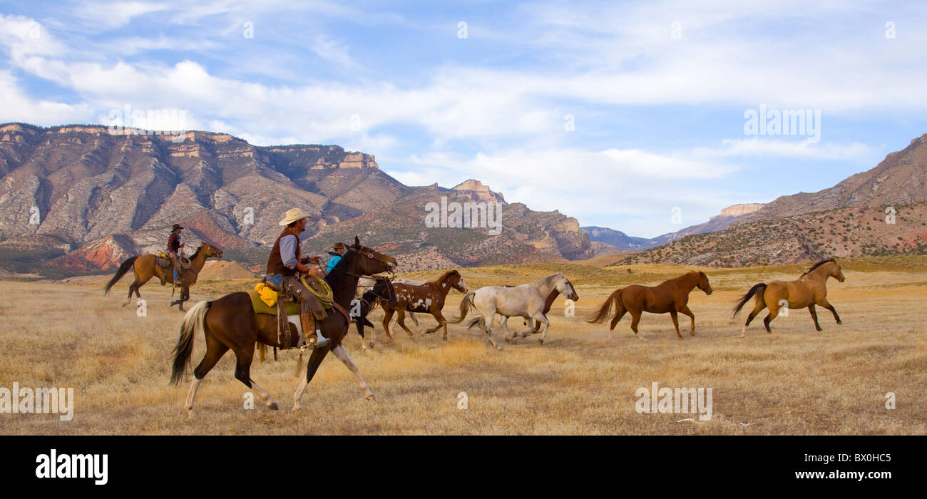 Cowboy driving horses hi-res stock photography and images - Alamy