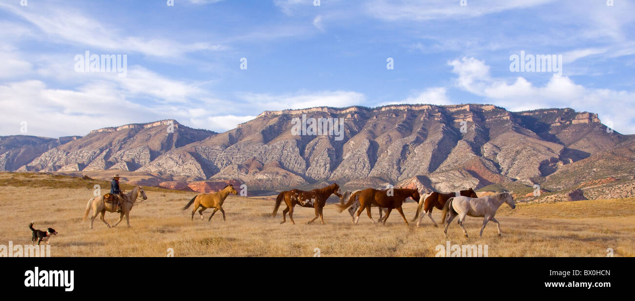 Panoramic view of cowboys and horses, Wyoming Stock Photo - Alamy