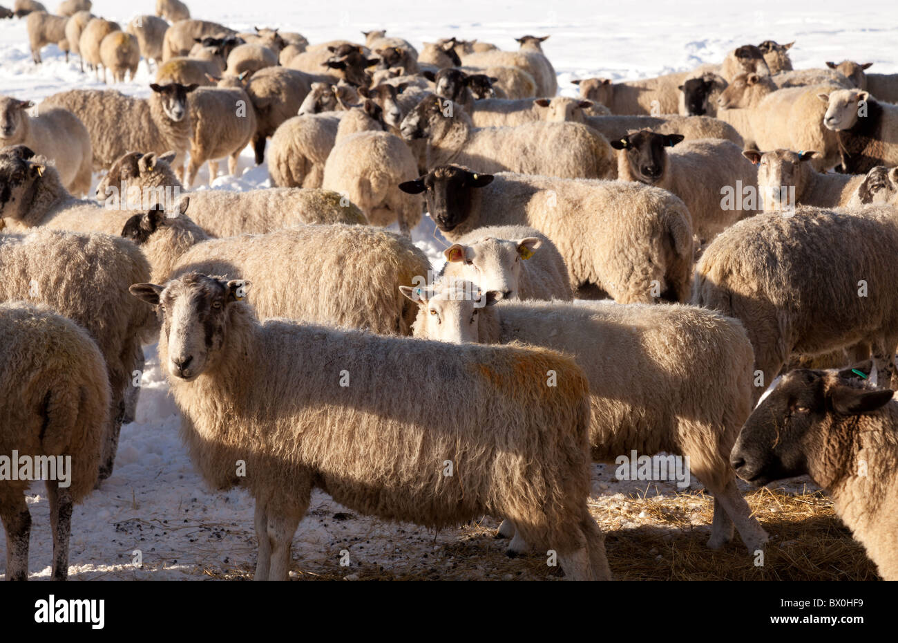 Sheep in a snow covered field in Sheffield Stock Photo - Alamy
