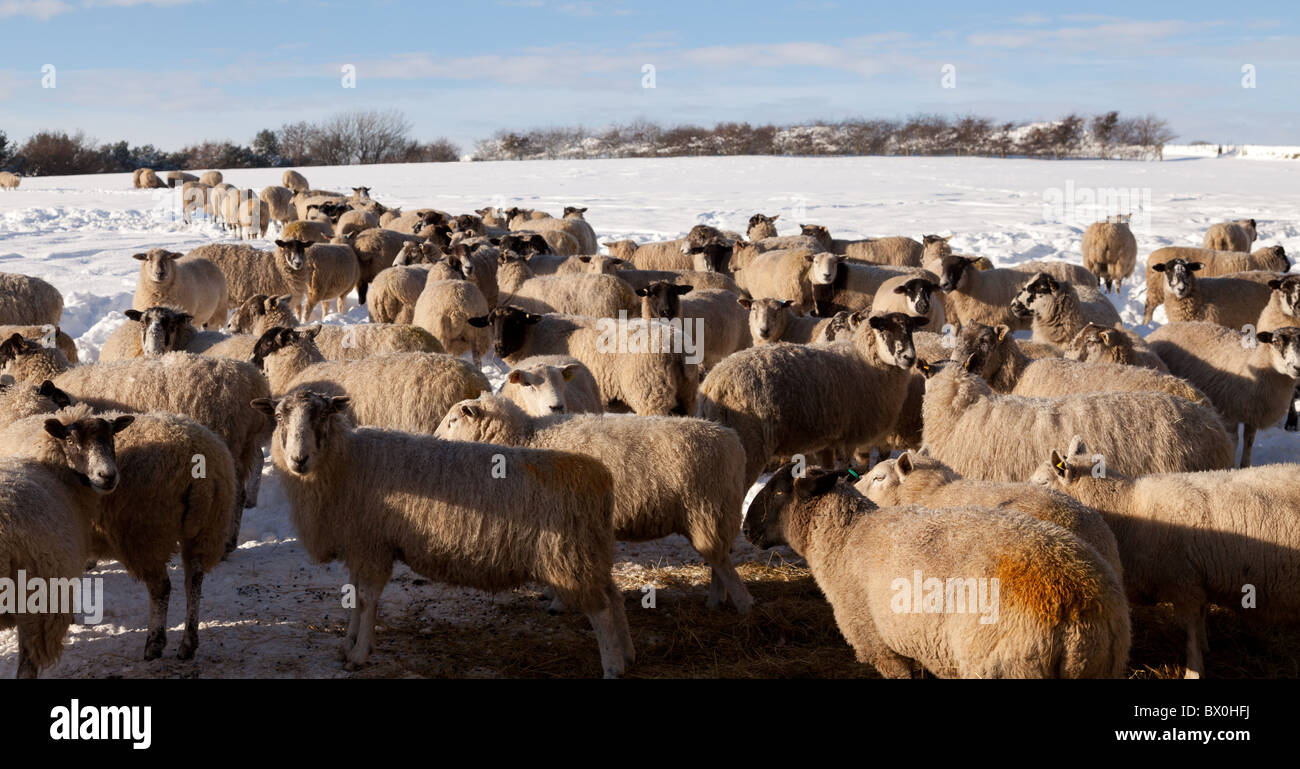 Whirlow Sheffield High Resolution Stock Photography and Images - Alamy
