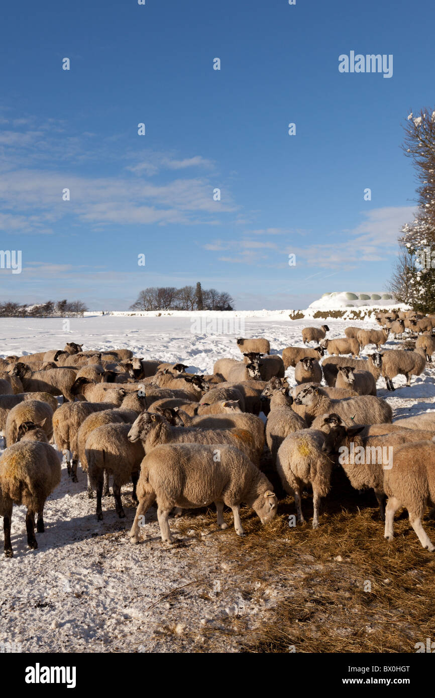 Sheep in a snow covered field in Sheffield Stock Photo - Alamy