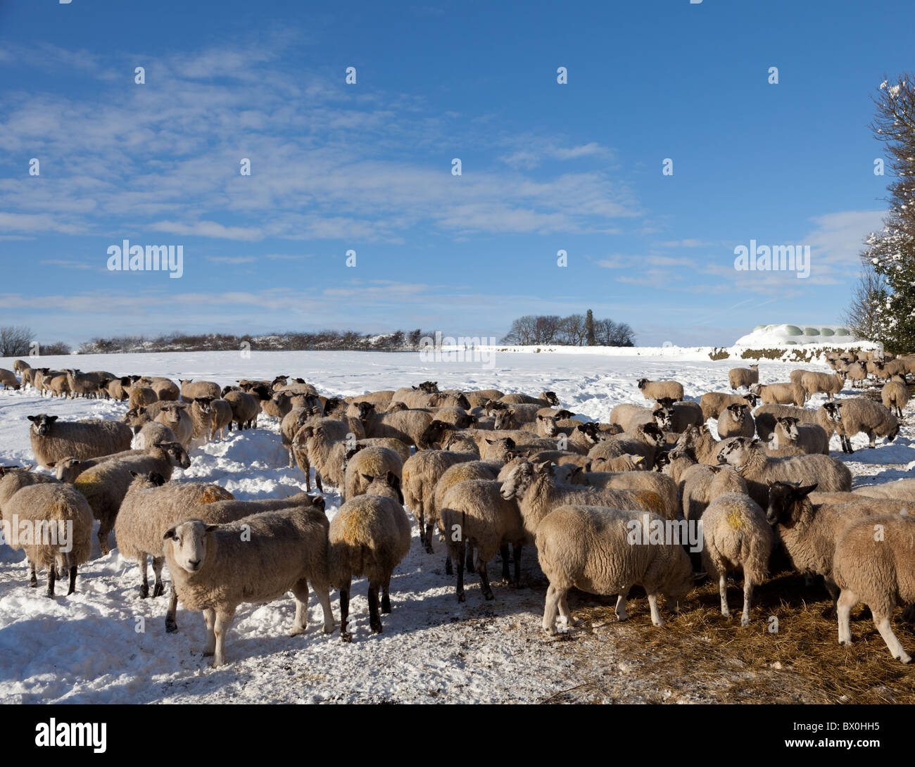 Sheep in a snow covered field in Sheffield Stock Photo - Alamy