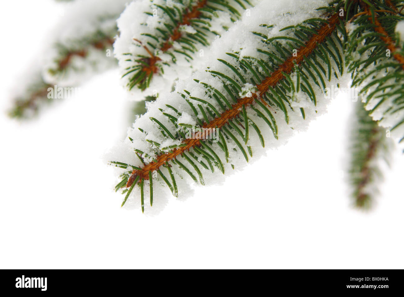 Plant with sky Cut Out Stock Images & Pictures - Alamy