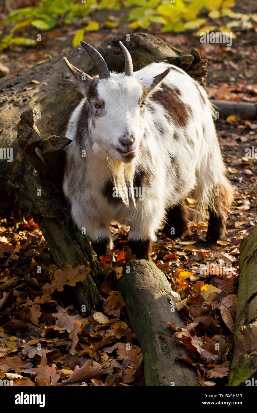 Domestic Goat (Capra aegagrus hircus) on Farmland Stock Photo - Alamy
