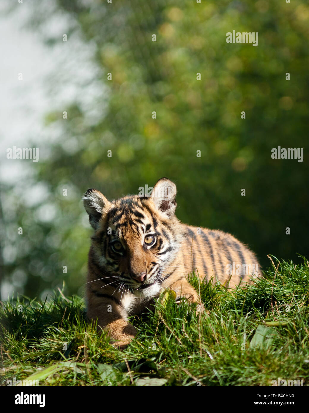 Sumatran tiger baby hi-res stock photography and images - Alamy
