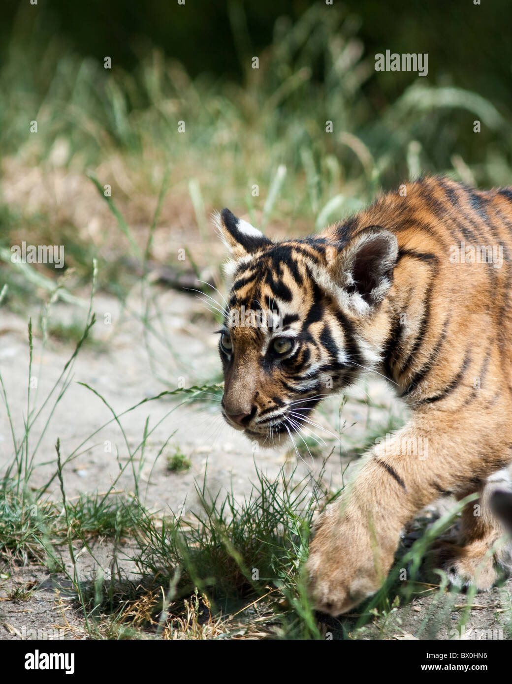 Sumatran tiger cub hi-res stock photography and images - Alamy