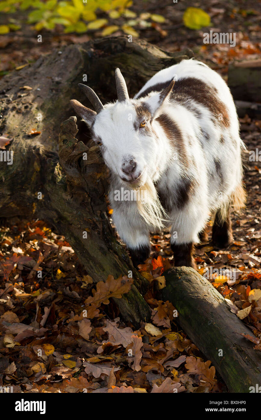 Domestic Goat Capra Hircus Male High Resolution Stock Photography and ...
