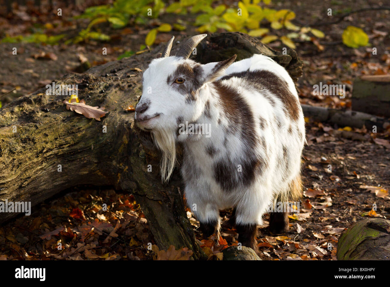 Domestic Goat (Capra aegagrus hircus) on Farmland Stock Photo - Alamy