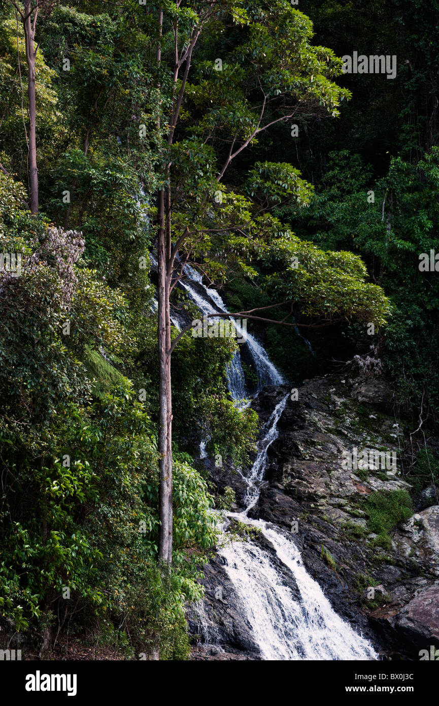 A waterfall in Dorrigo National Park, New South Wales Stock Photo - Alamy