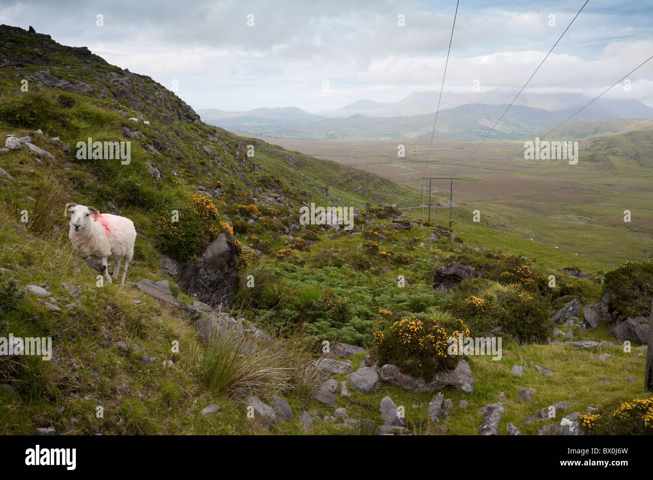 Irish Valley Landscape, Near Waterville Ring of Kerry Ireland Stock ...