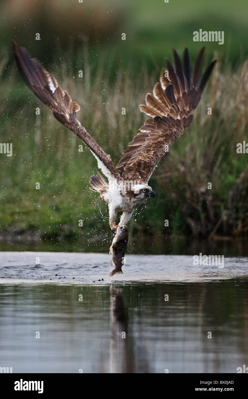 Osprey emerging from a lake carrying a large trout Stock Photo - Alamy
