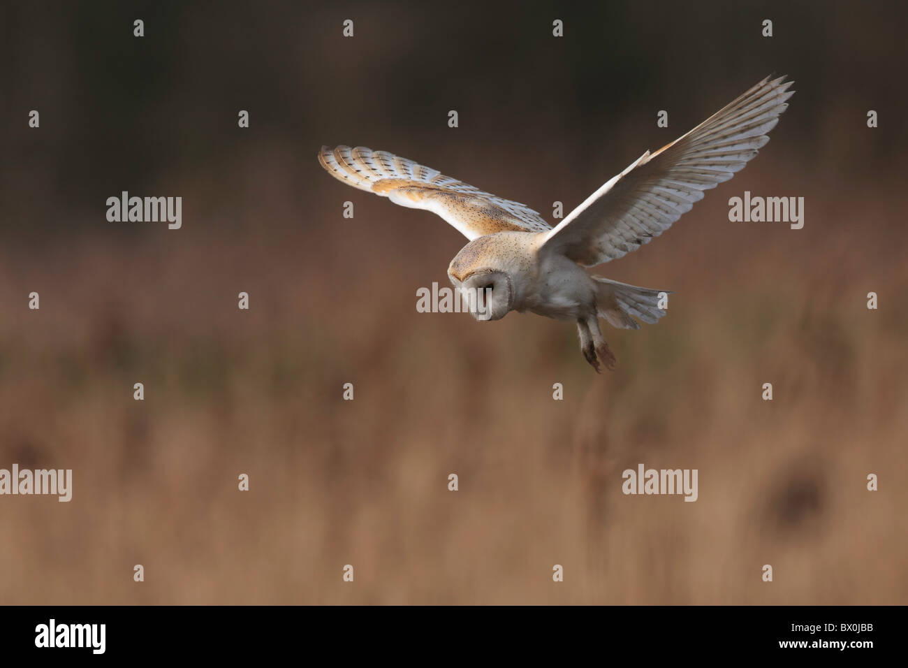 Barn owl hunting prey over grassland Stock Photo - Alamy