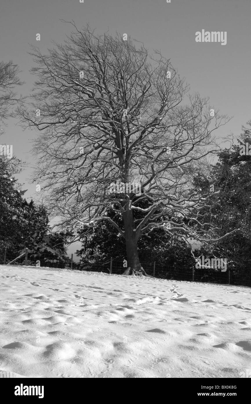 trees in snow Stock Photo - Alamy