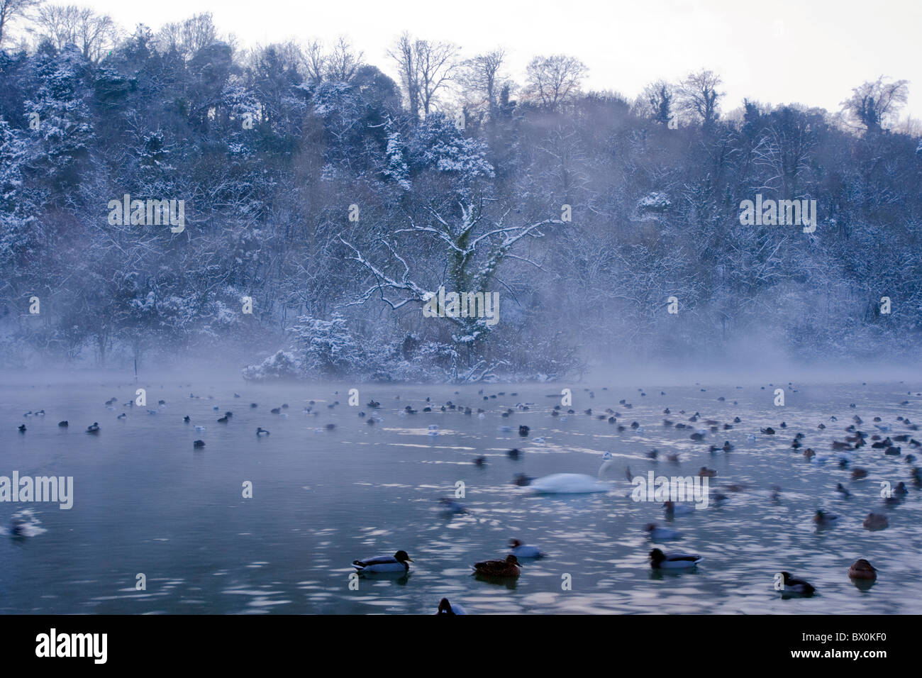 swanbourne lake in winter Stock Photo - Alamy