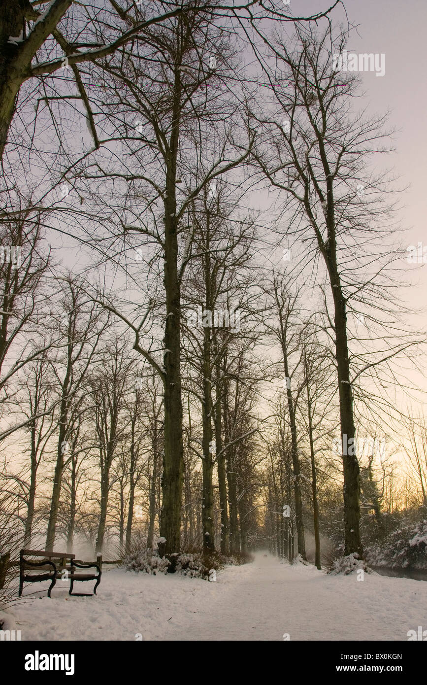 trees in snow Stock Photo - Alamy