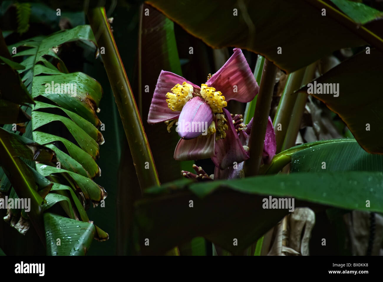 Blooming Banana Plant Stock Photo - Alamy