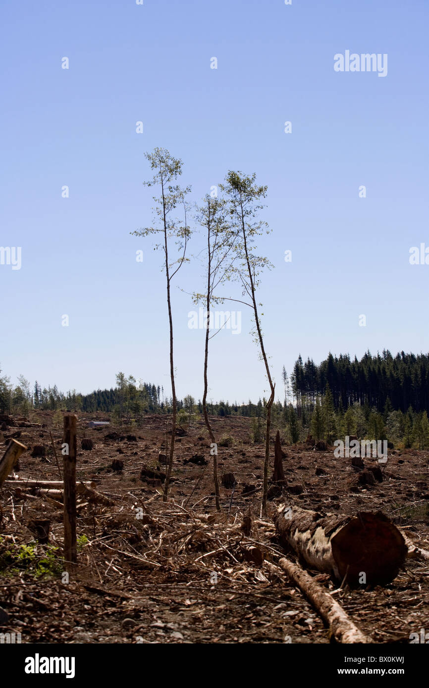 Clear cutting trees hi-res stock photography and images - Alamy