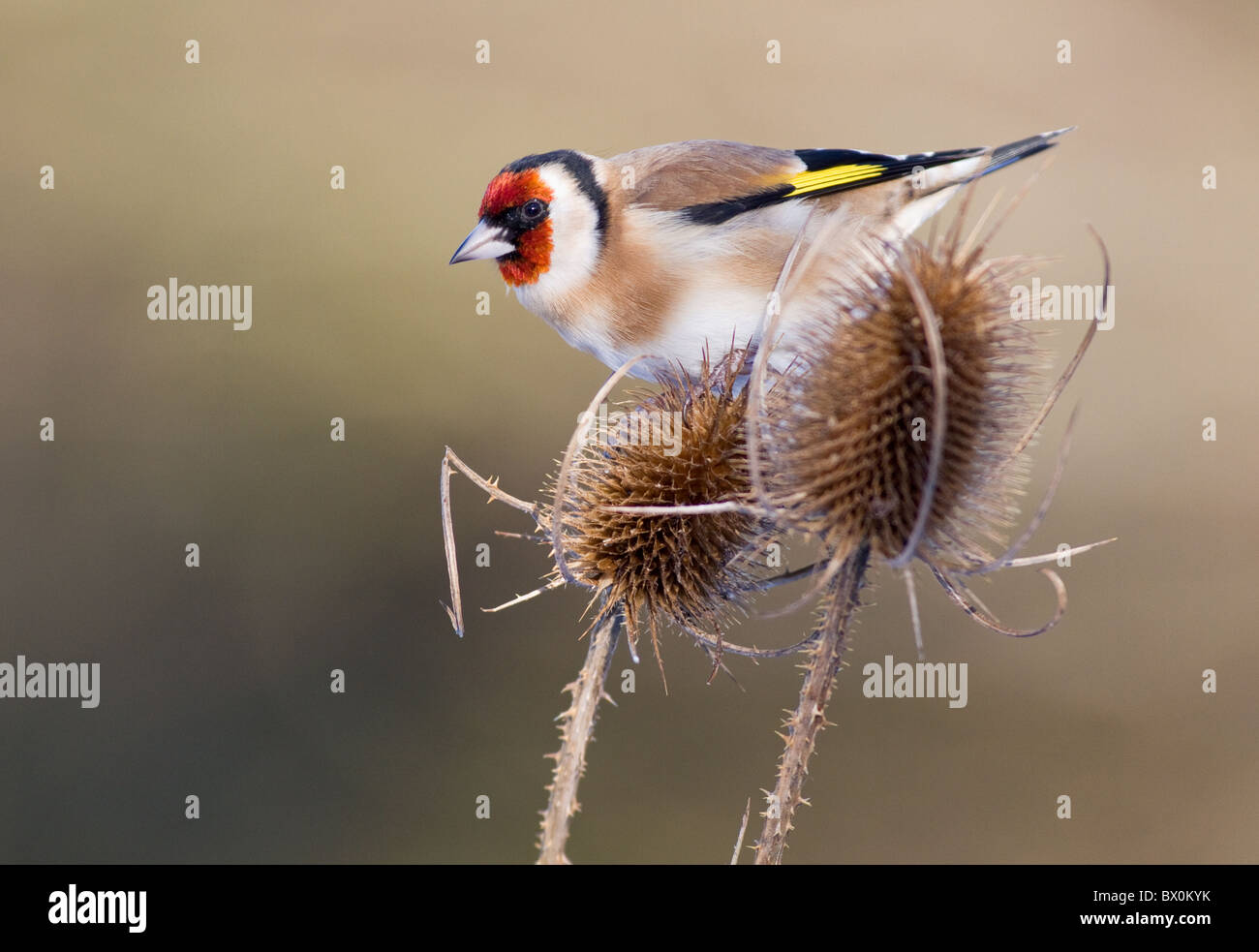 Teasel seeds for birds hi-res stock photography and images - Alamy