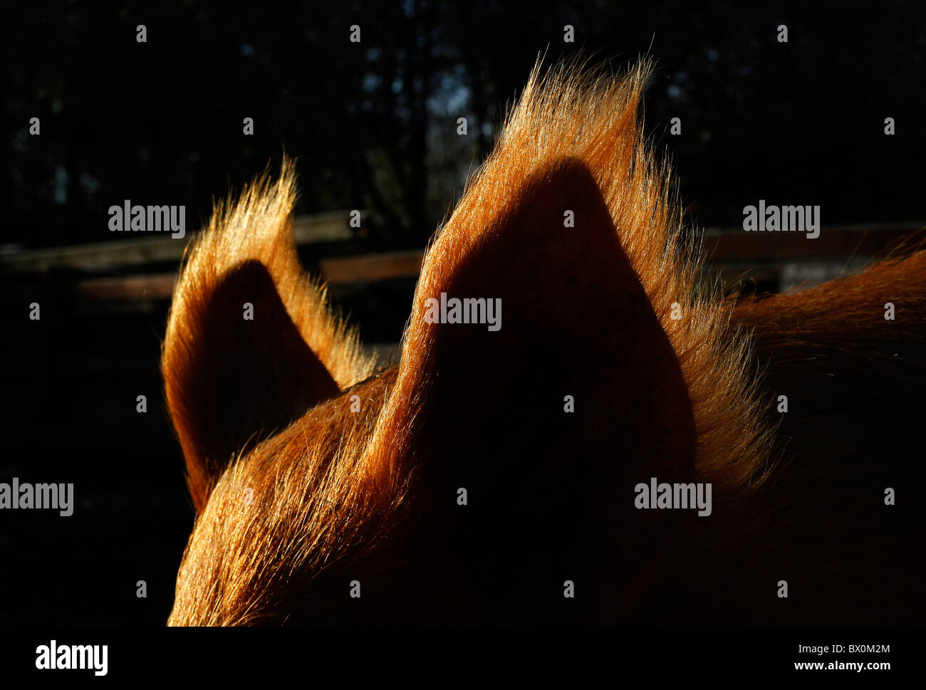 Pig ears hi-res stock photography and images - Alamy