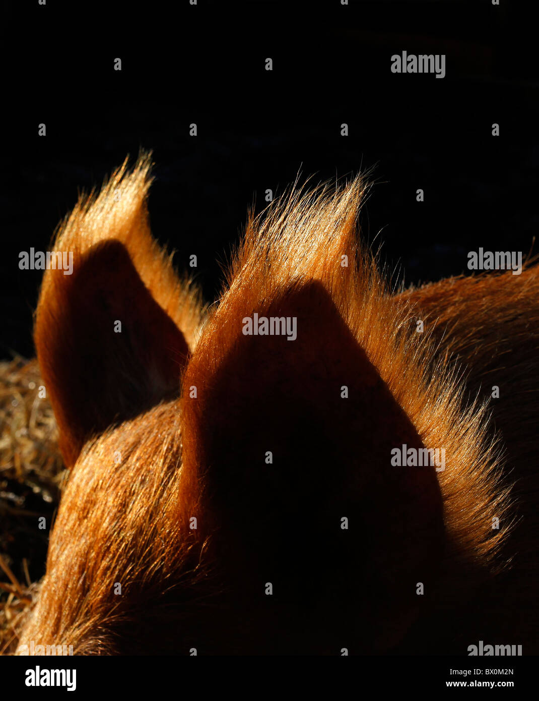 Pig ears hi-res stock photography and images - Alamy