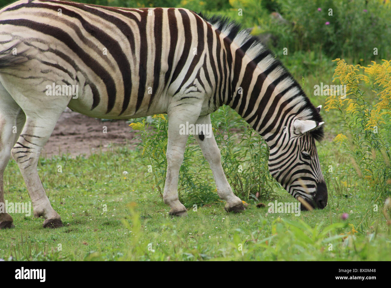 Zebra animals zoo hi-res stock photography and images - Alamy